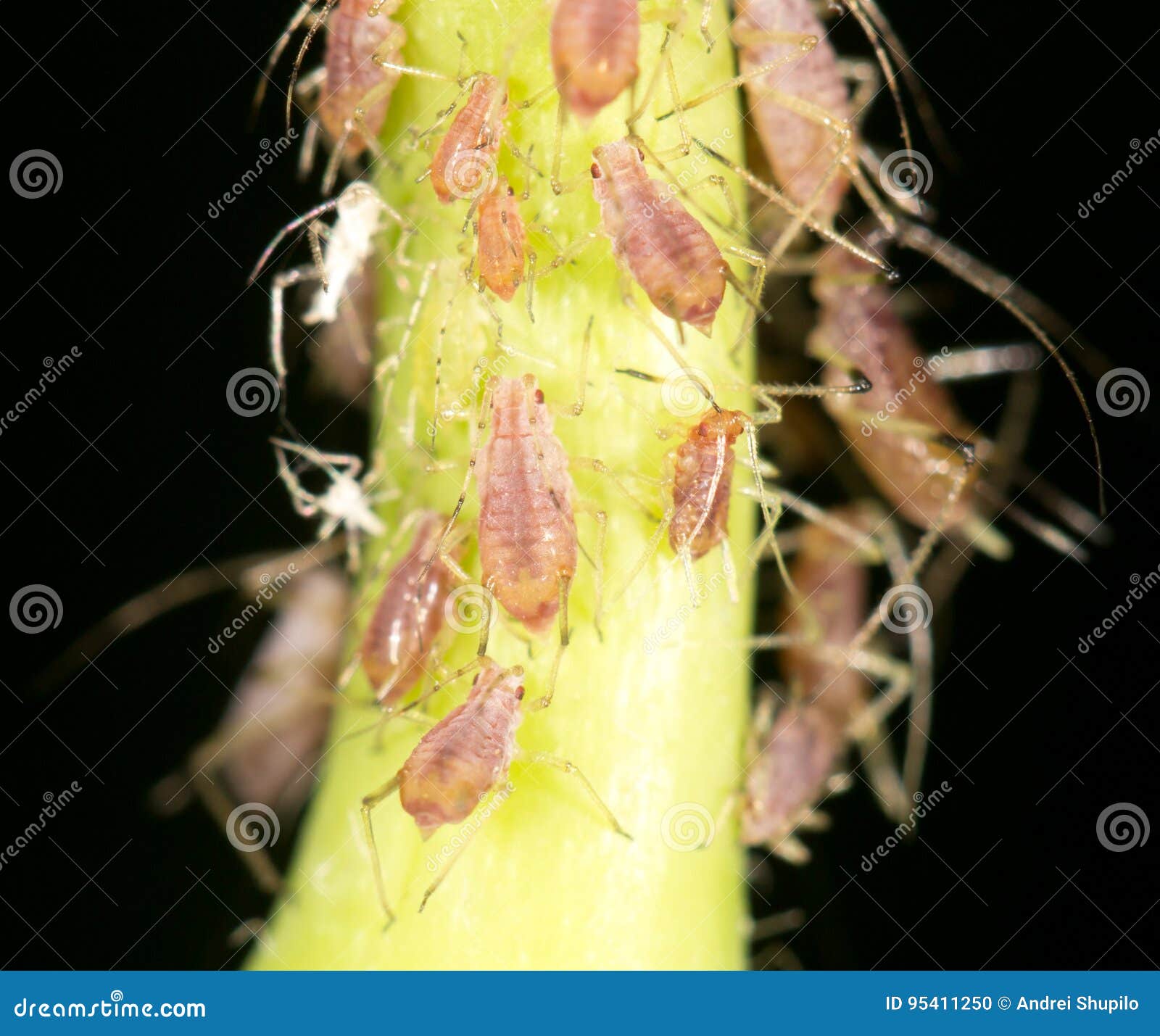 Aphids on the plant. close stock photo. Image of gardening - 95411250