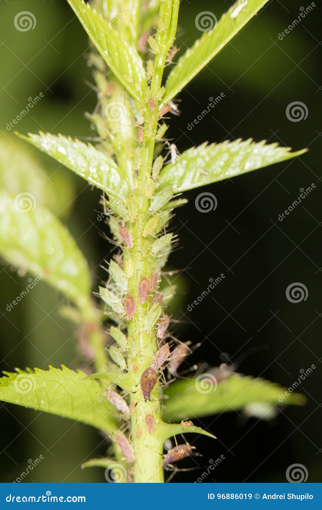 Aphids on the plant. close stock image. Image of closeup - 96886019