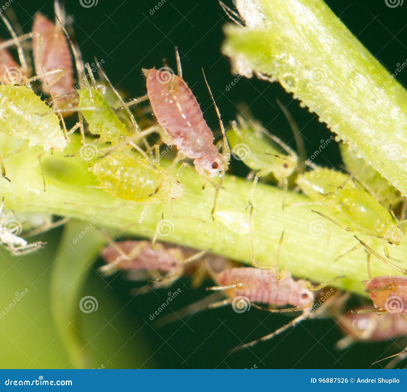 Aphids on the plant. close stock photo. Image of aphids - 96887526