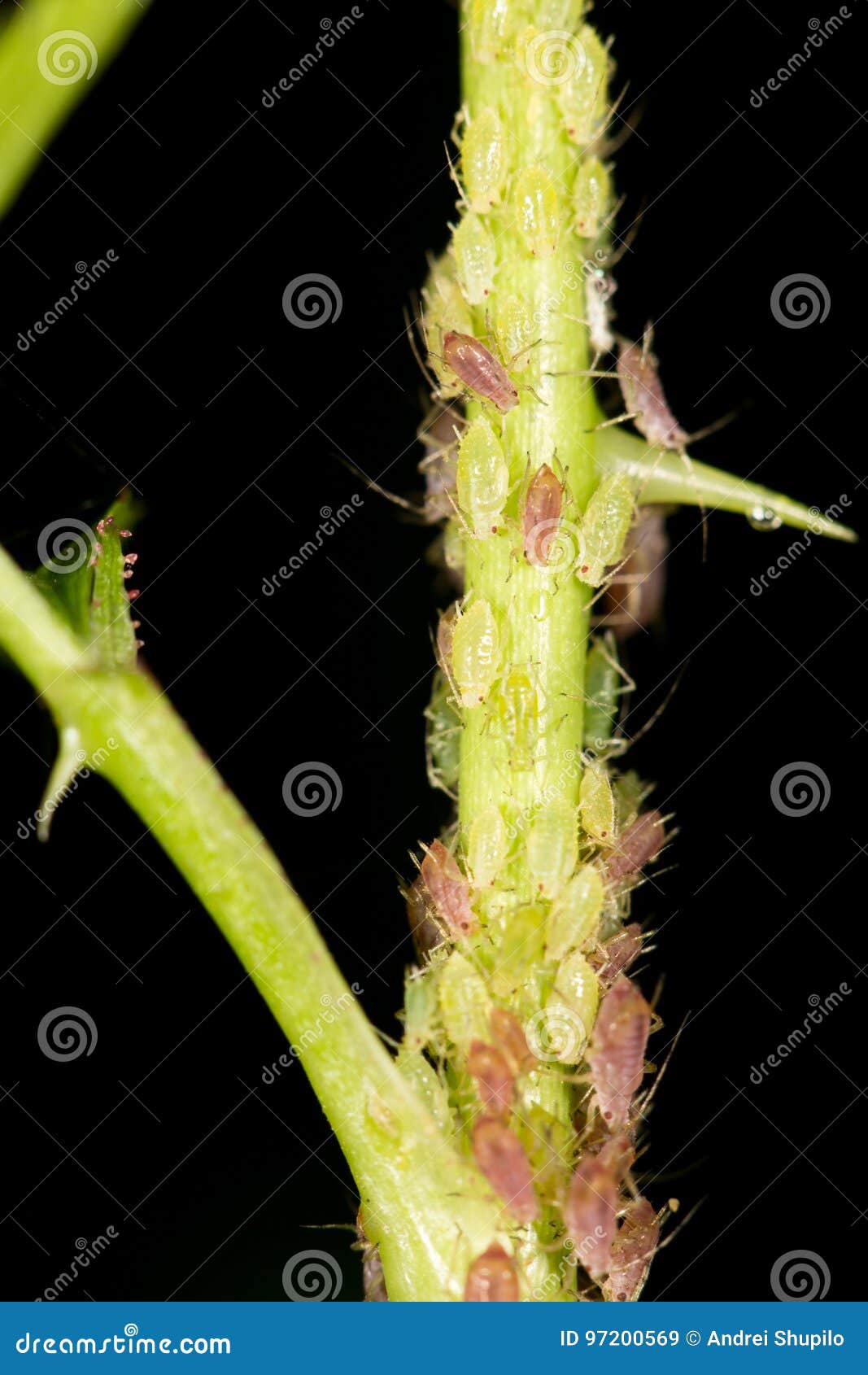 Aphids on the plant. close stock image. Image of superfamily - 97200569