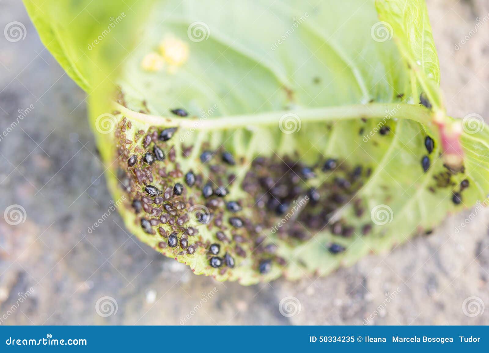Aphids (Plant Lice) on a Leaf Stock Image - Image of animal, stem: 50334235