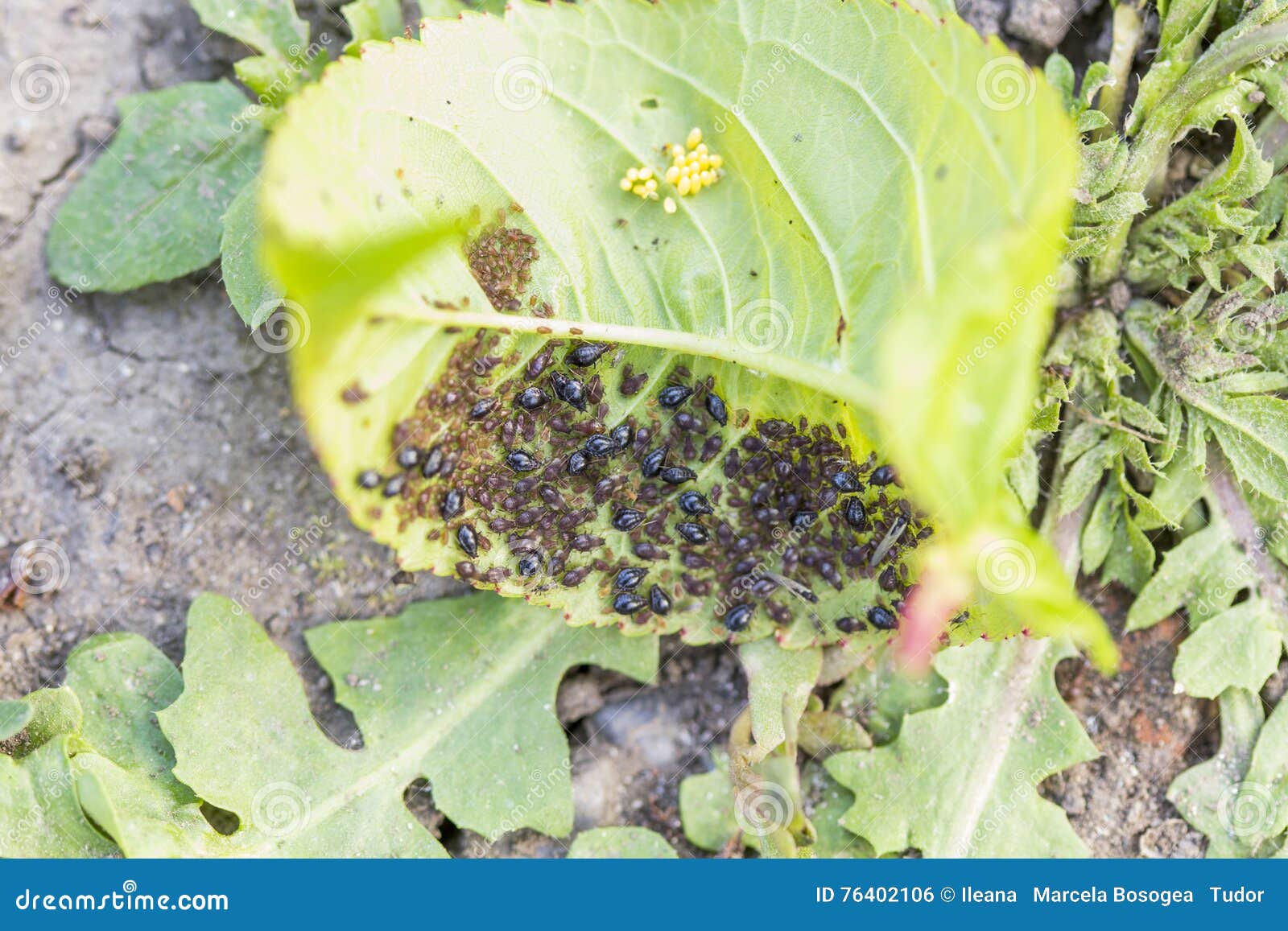 Aphids (Plant Lice) on a Leaf Stock Photo - Image of natural, nature ...