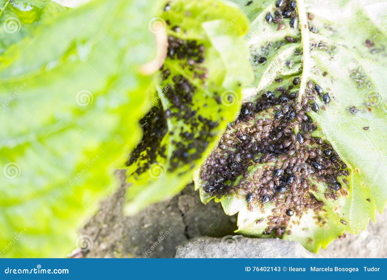 Aphids (Plant Lice) on a Leaf Stock Image - Image of closeup, cherry ...