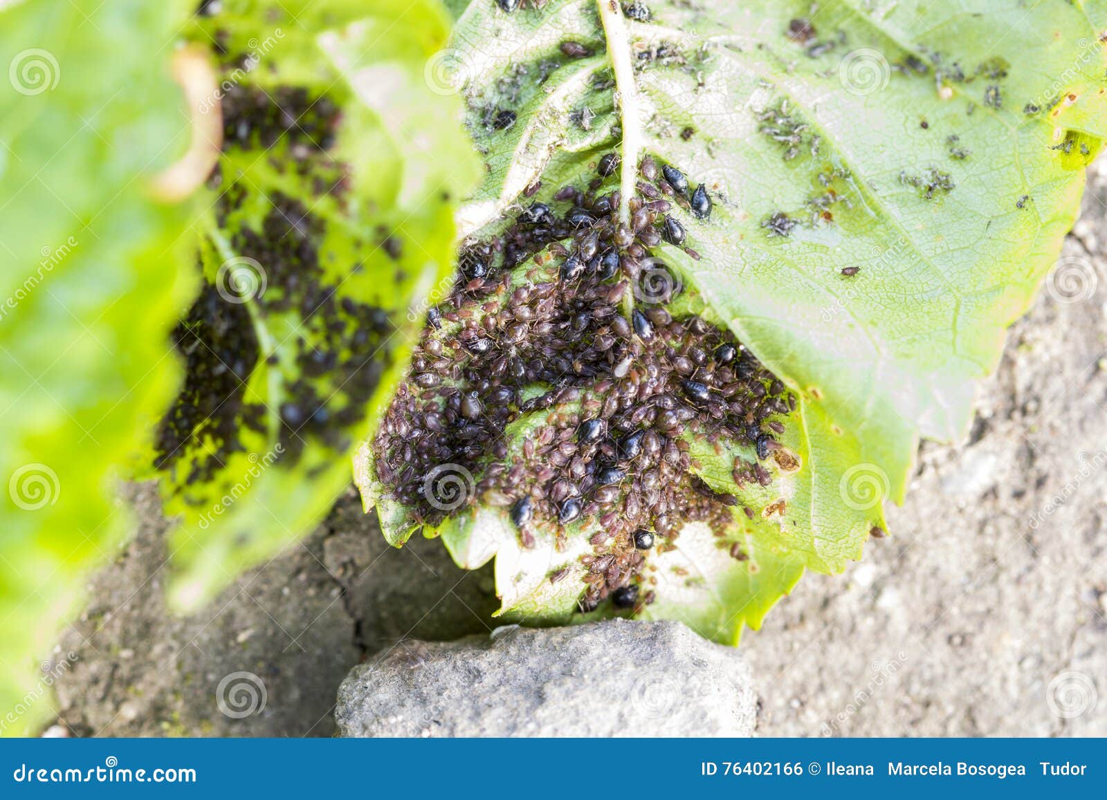 Aphids (Plant Lice) on a Leaf Stock Photo - Image of detail, leaf: 76402166
