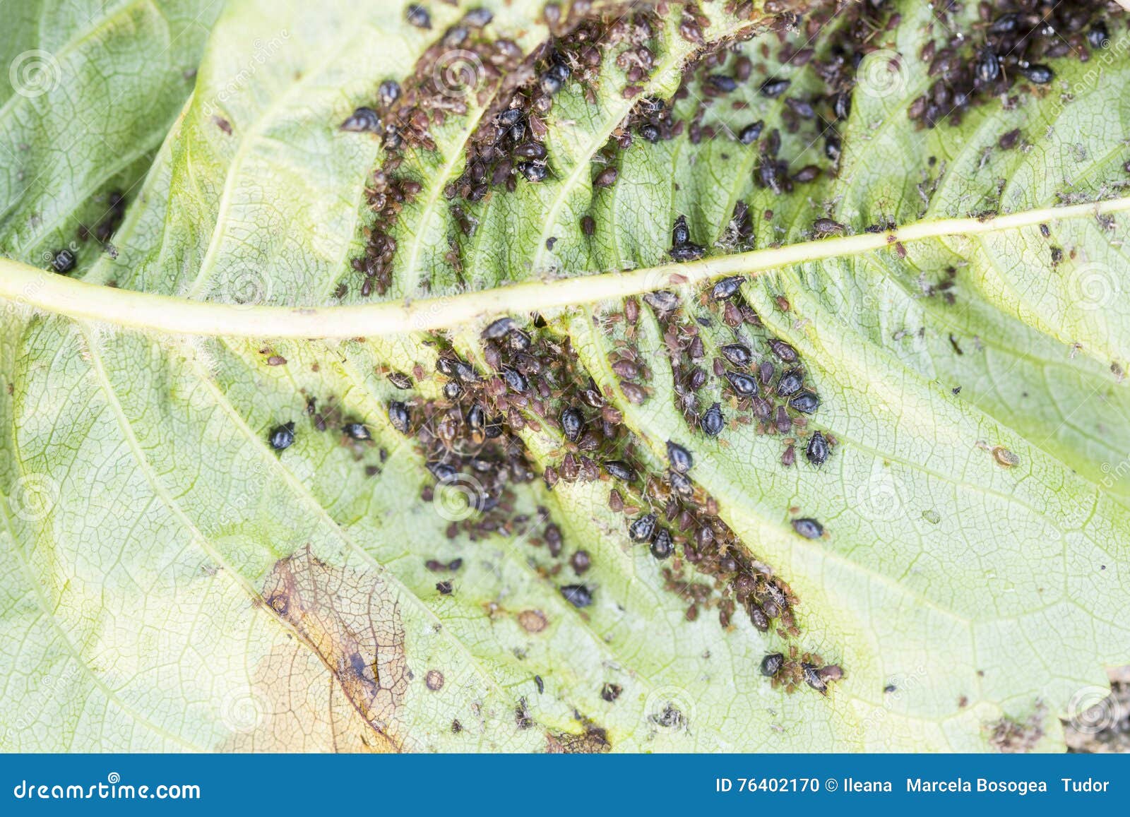 Aphids (Plant Lice) on a Leaf Stock Photo - Image of arthropoda, aphids ...