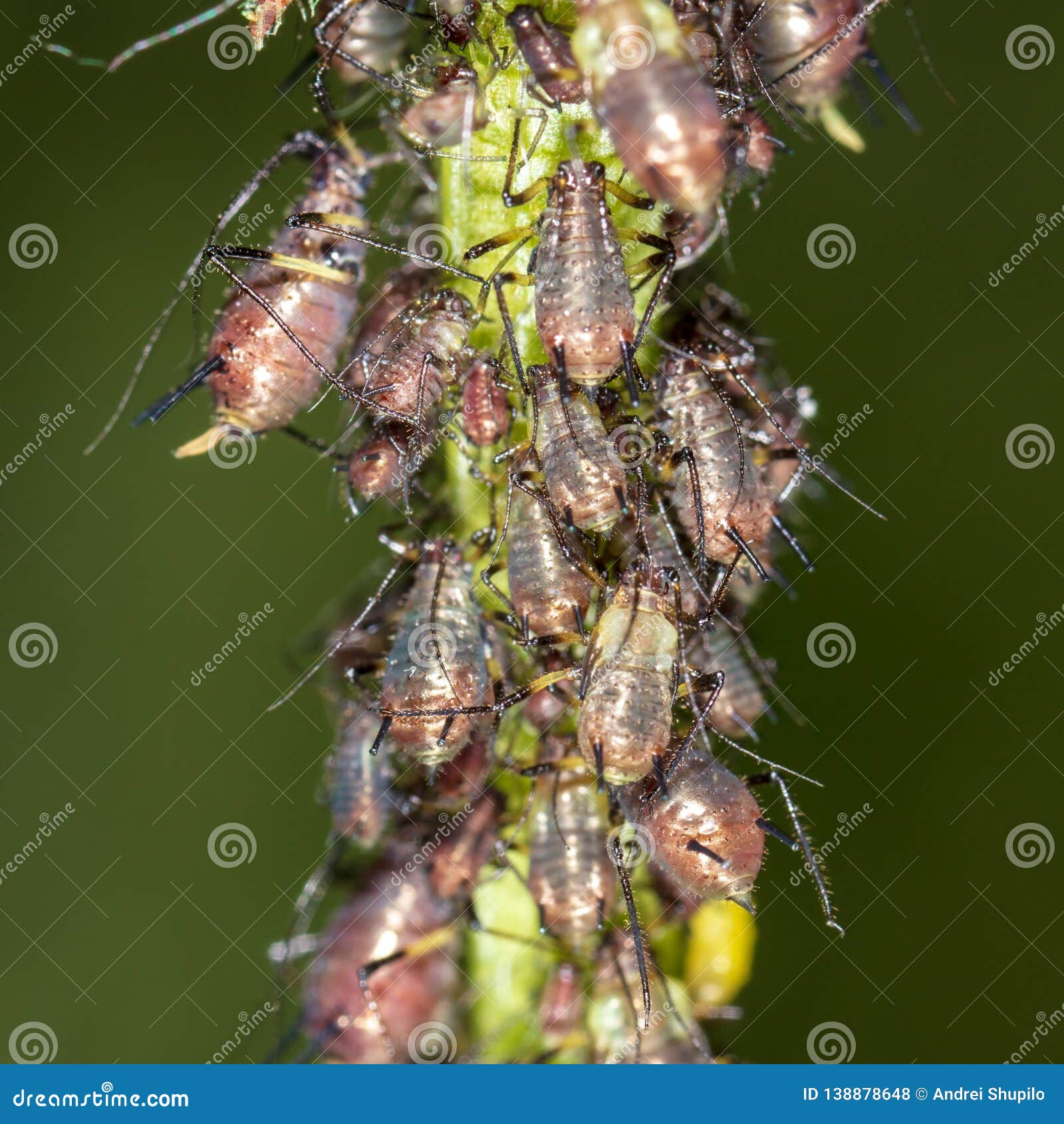 Aphids Images - Download 3,304 Royalty Free Photos - Page 10