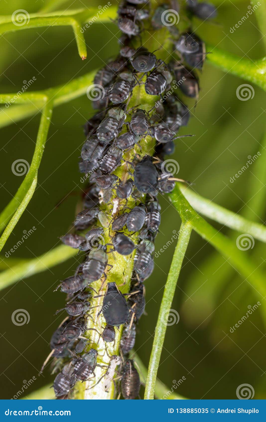 Aphids on a Plant in Nature Stock Image - Image of small, aphidoidea ...