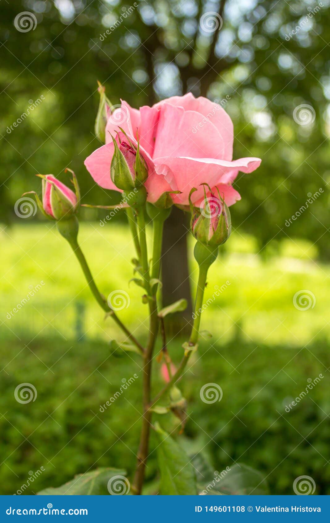 Aphids On Rose Bud. Green Aphid Insects Sucking Sap On Rose Bud Stock ...