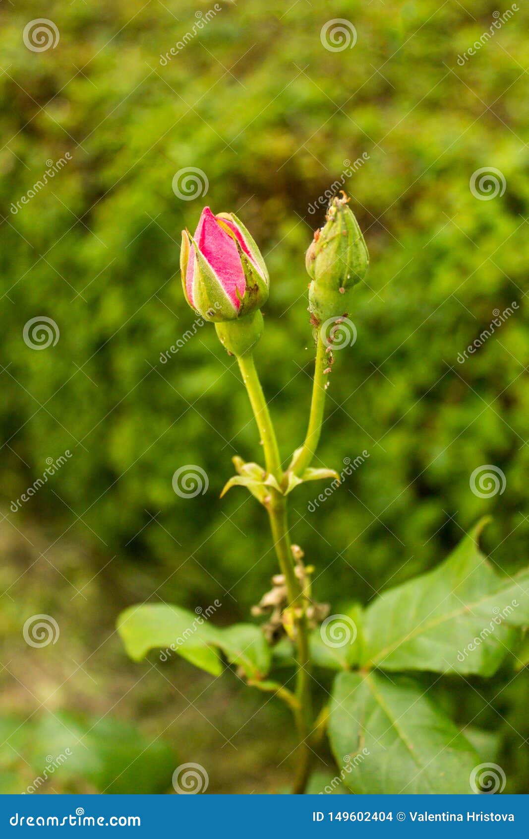 Aphids on Rose Bud. Green Aphid Insects Sucking Sap on Rose Bud Stock ...
