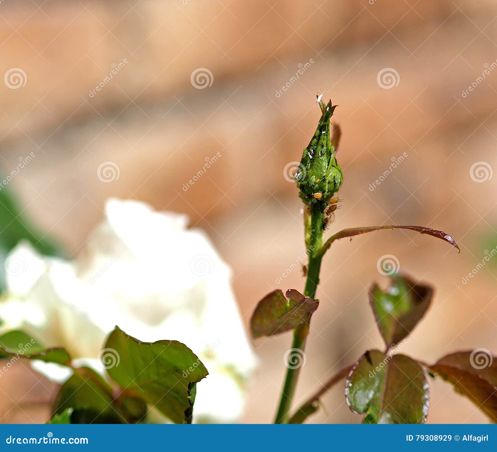Aphids Swarm On Wood Texture Stock Photography | CartoonDealer.com ...