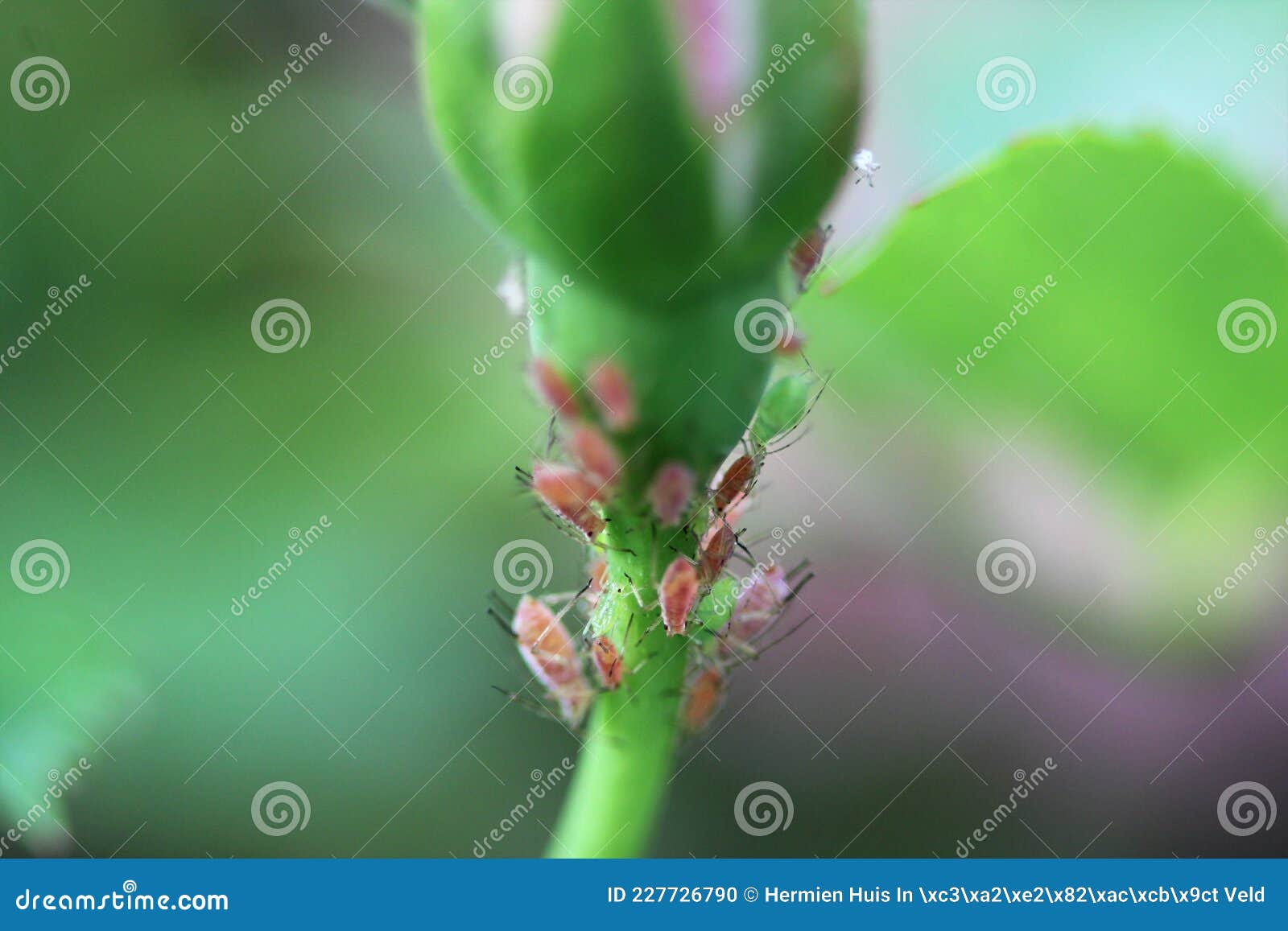 Aphids on a rose stem. stock photo. Image of grass, aphids - 227726790