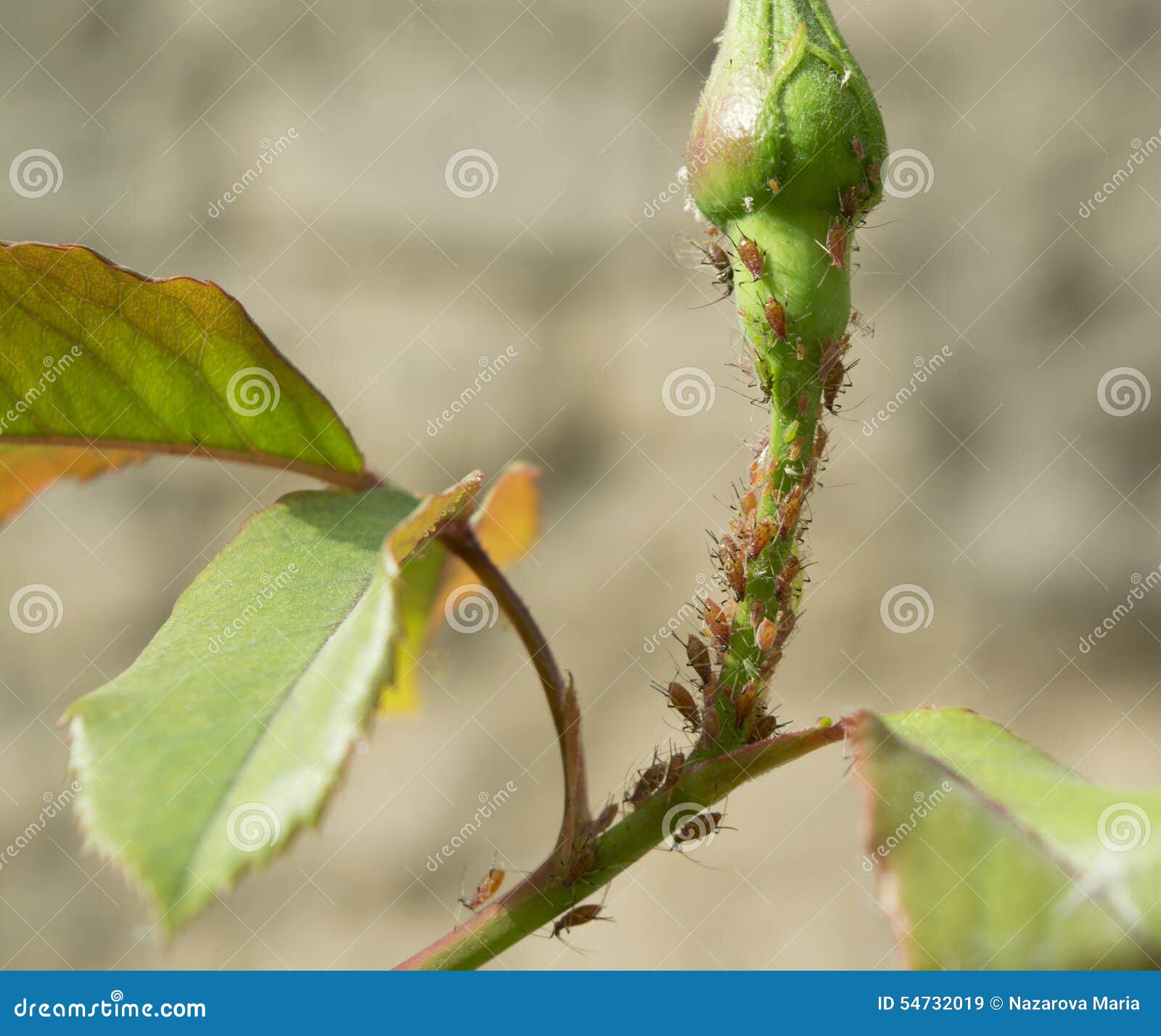 Aphids On Rose Bud. Green Aphid Insects Sucking Sap On Rose Bud Stock ...