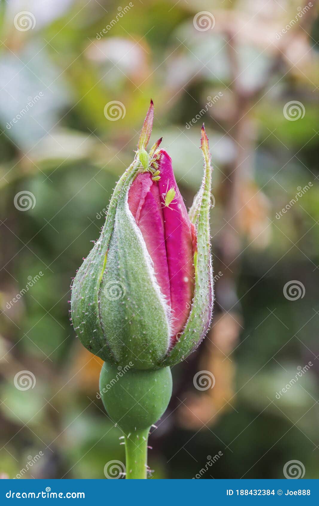 Aphids, Greenfly Sap-sucking on Rosebud Stock Photo - Image of closeup ...