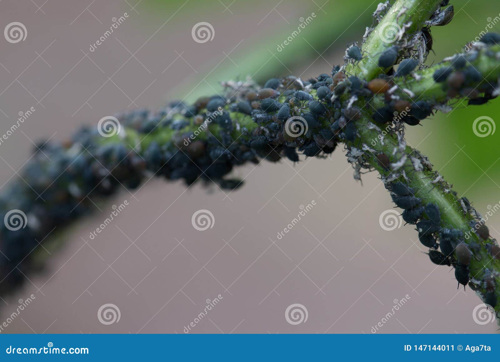 Aphids Sap-sucking Insects on Twig Stock Image - Image of colony ...