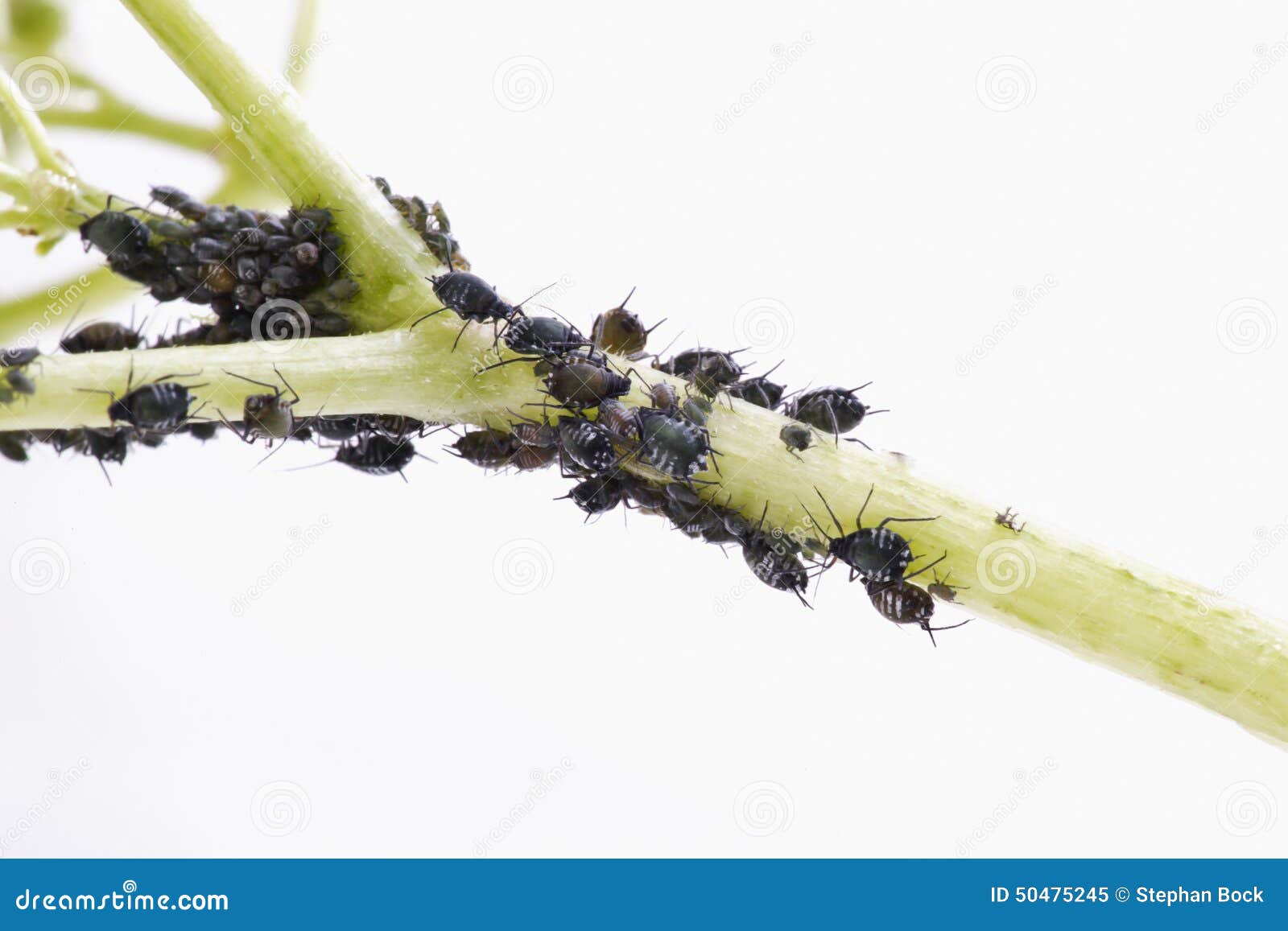 Aphids (Sternorrhyncha )on Elderflower Stem (Sambucus Nigra) Stock ...