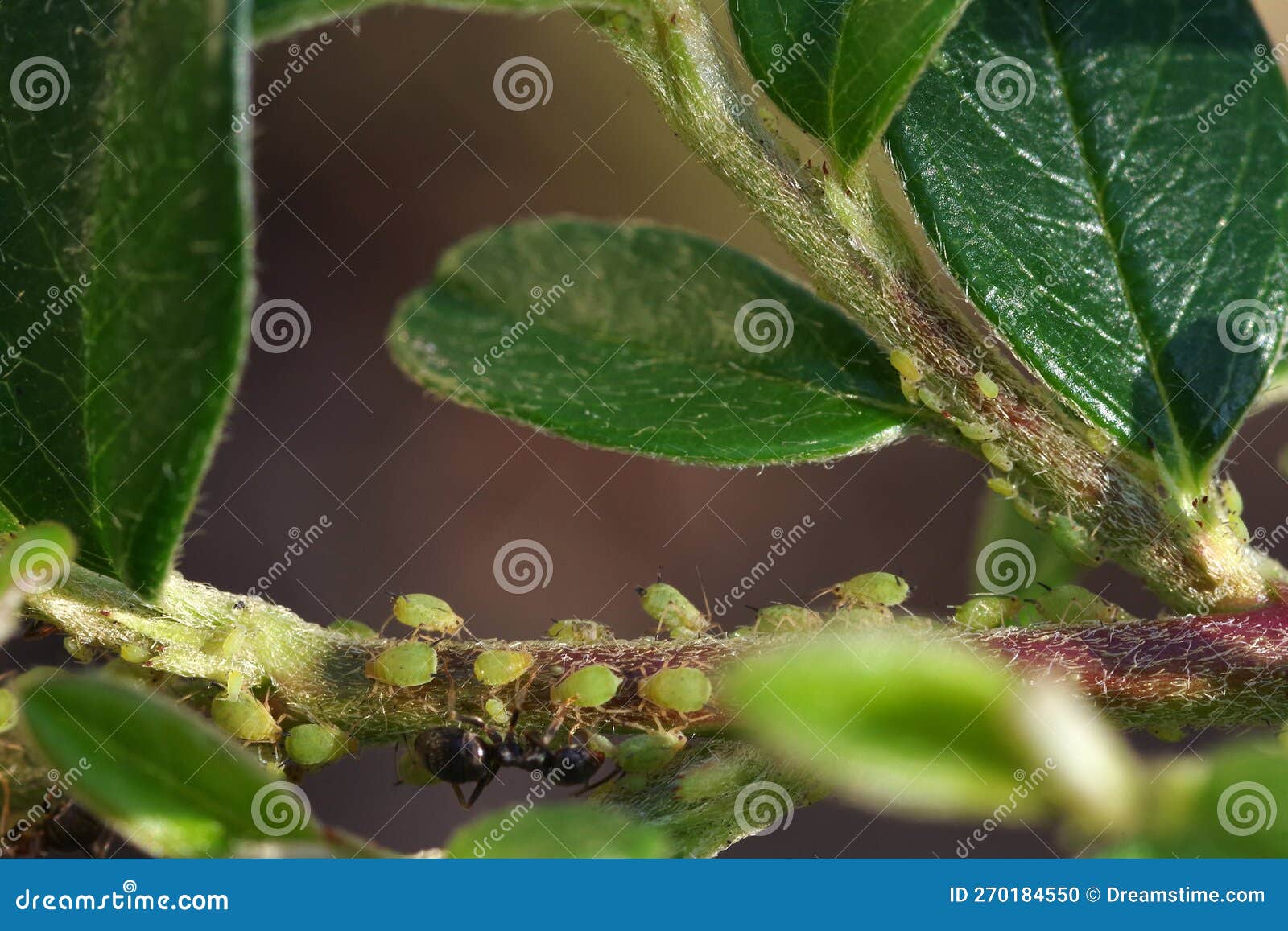 Aphids Suck the Sap from Plants. Ants Guard Their Aphids Stock Photo ...