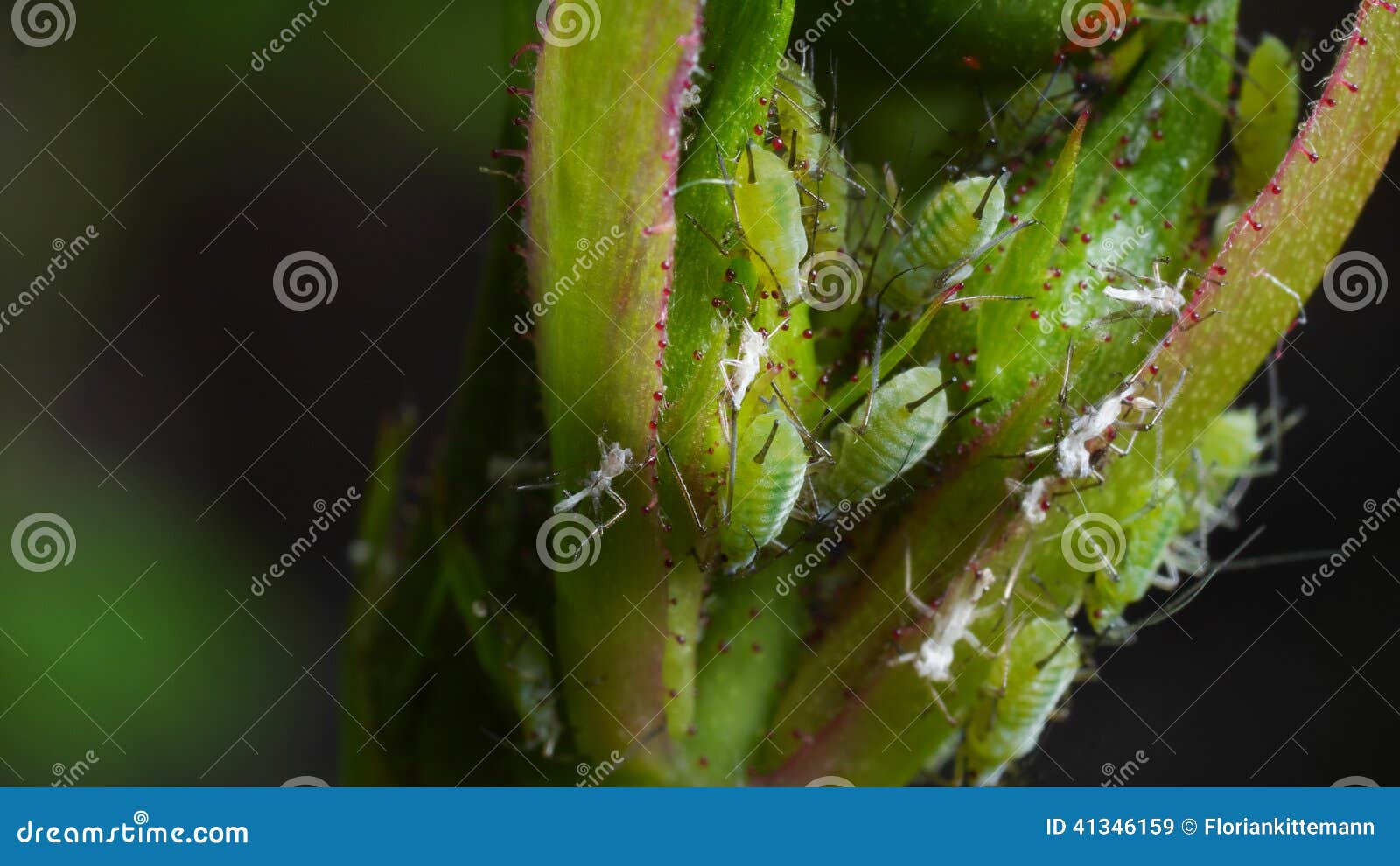 Aphids sucking on rose bud stock image. Image of crawling - 41346159