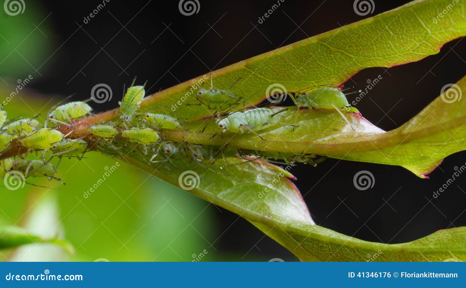 Aphids Sucking on Rose Leaf Stock Photo - Image of home, aphids: 41346176