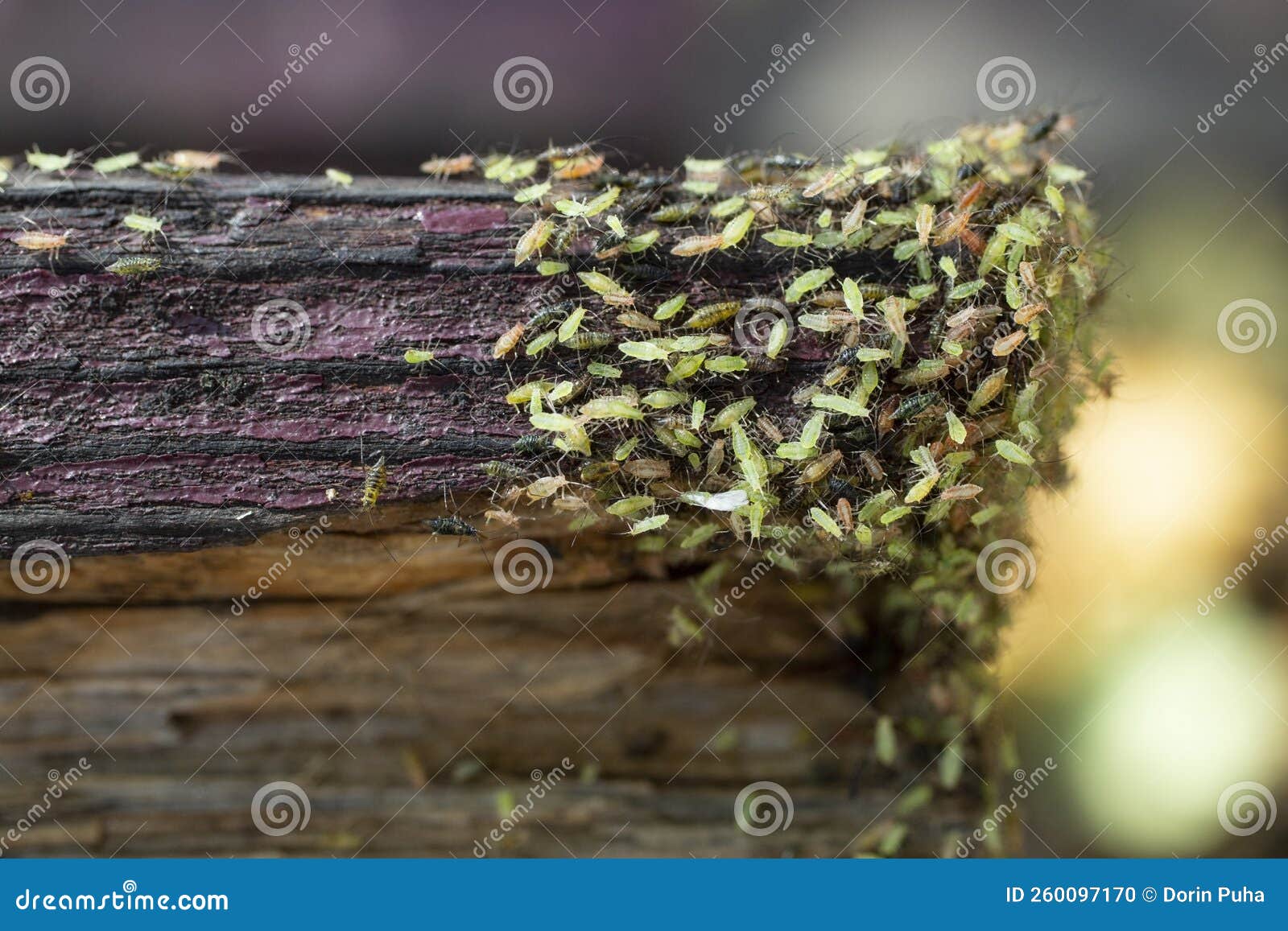 Aphids Swarm on Wood Texture Stock Photo - Image of growth, insect ...