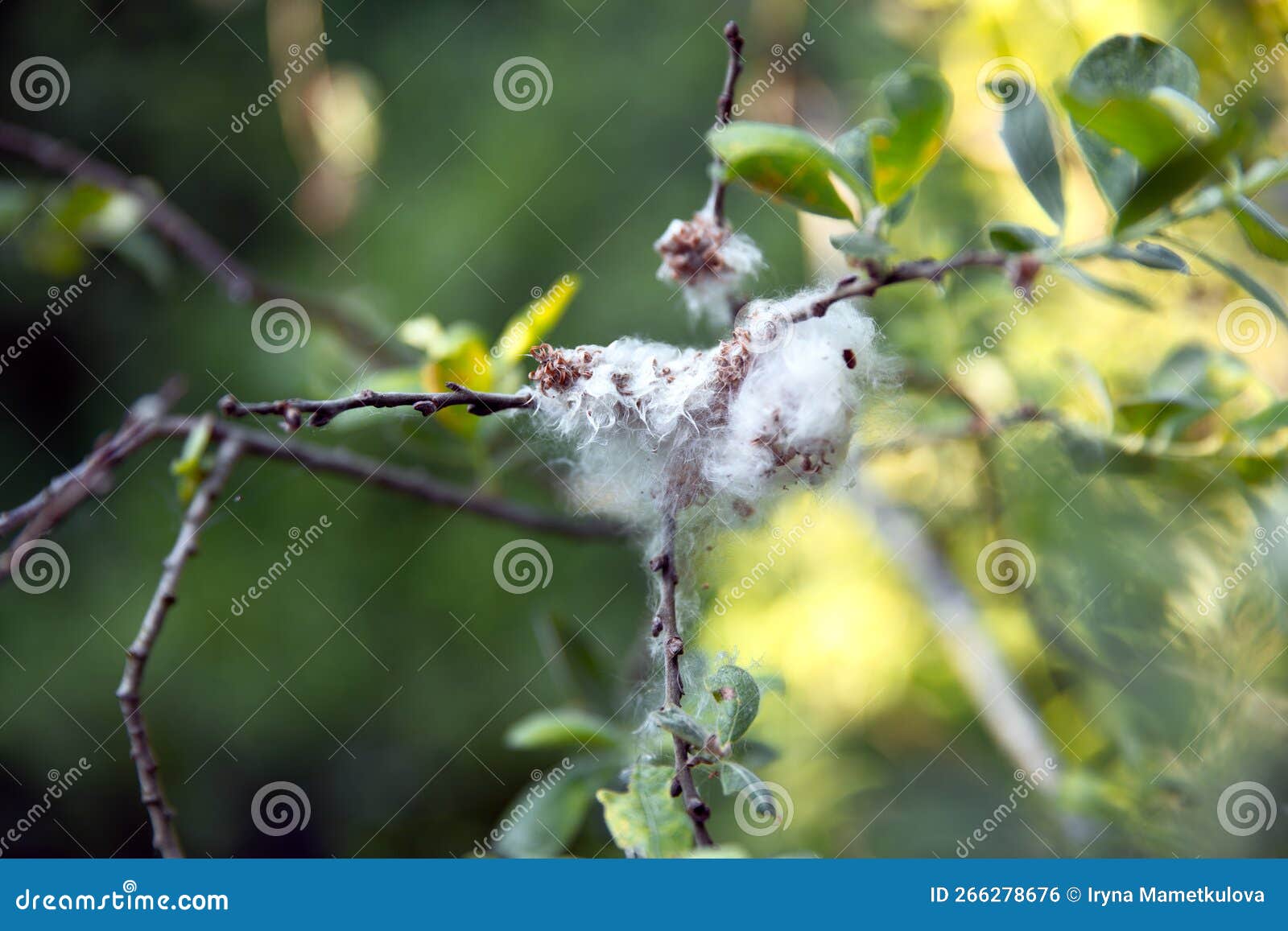 Aphids Tree Pests on the Fruit Tree Branches Stock Photo - Image of ...