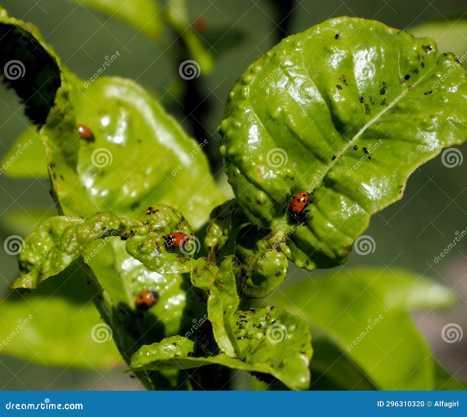 Aphids on a Young Citrus Tree Stock Photo - Image of creep, destroying ...