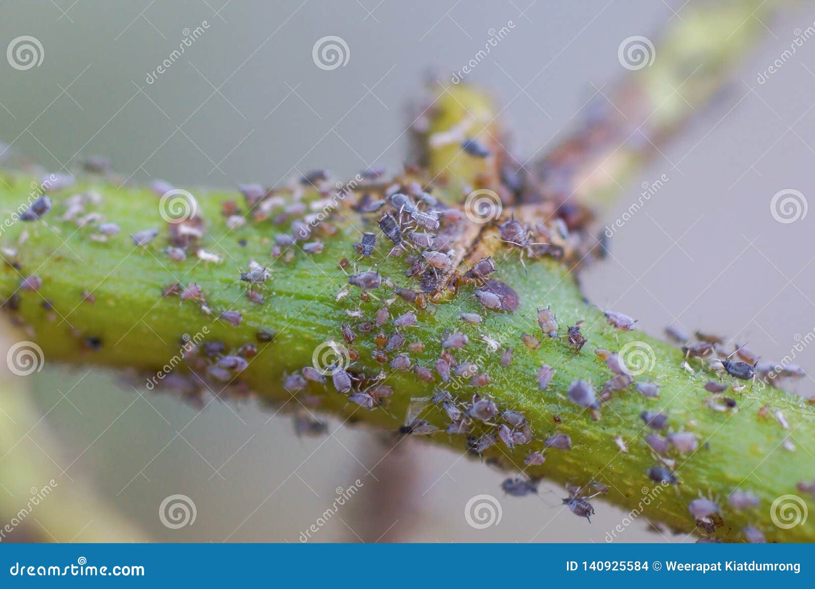 Aphis Craccivora Koch Destroying Plants Royalty-Free Stock Image ...
