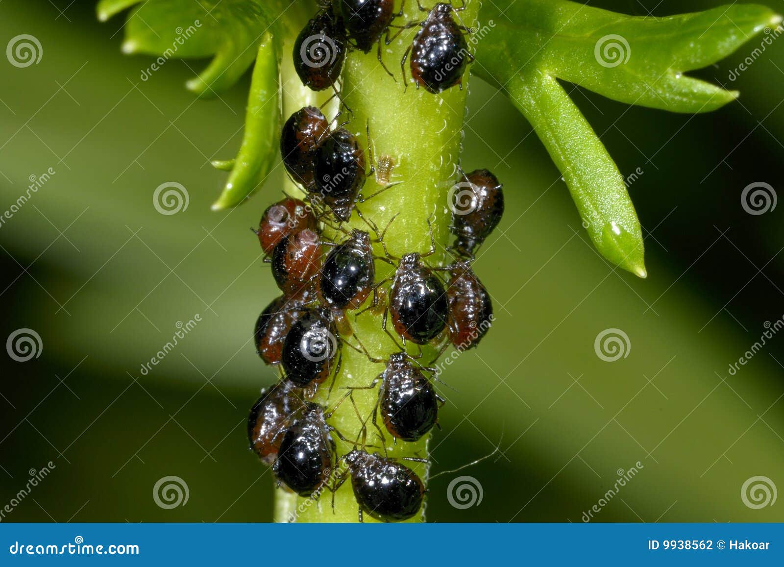 Aphis Fabae, Black Bean Aphid Stock Photo - Image of animal, season ...
