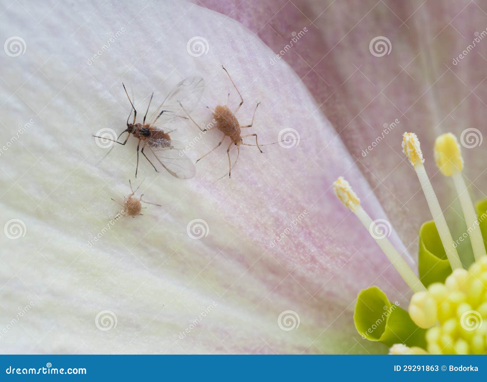 Aphis Infection On Leaf Stock Photo | CartoonDealer.com #29292006