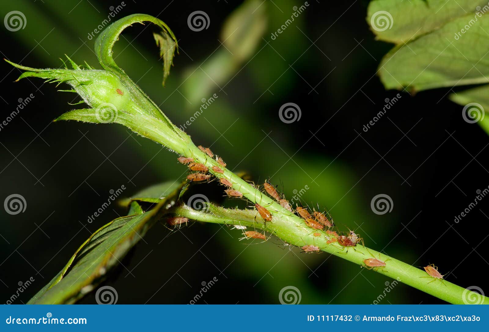 Aphis Infestant Un Bourgeon De Rose Photo stock - Image du anomalie ...
