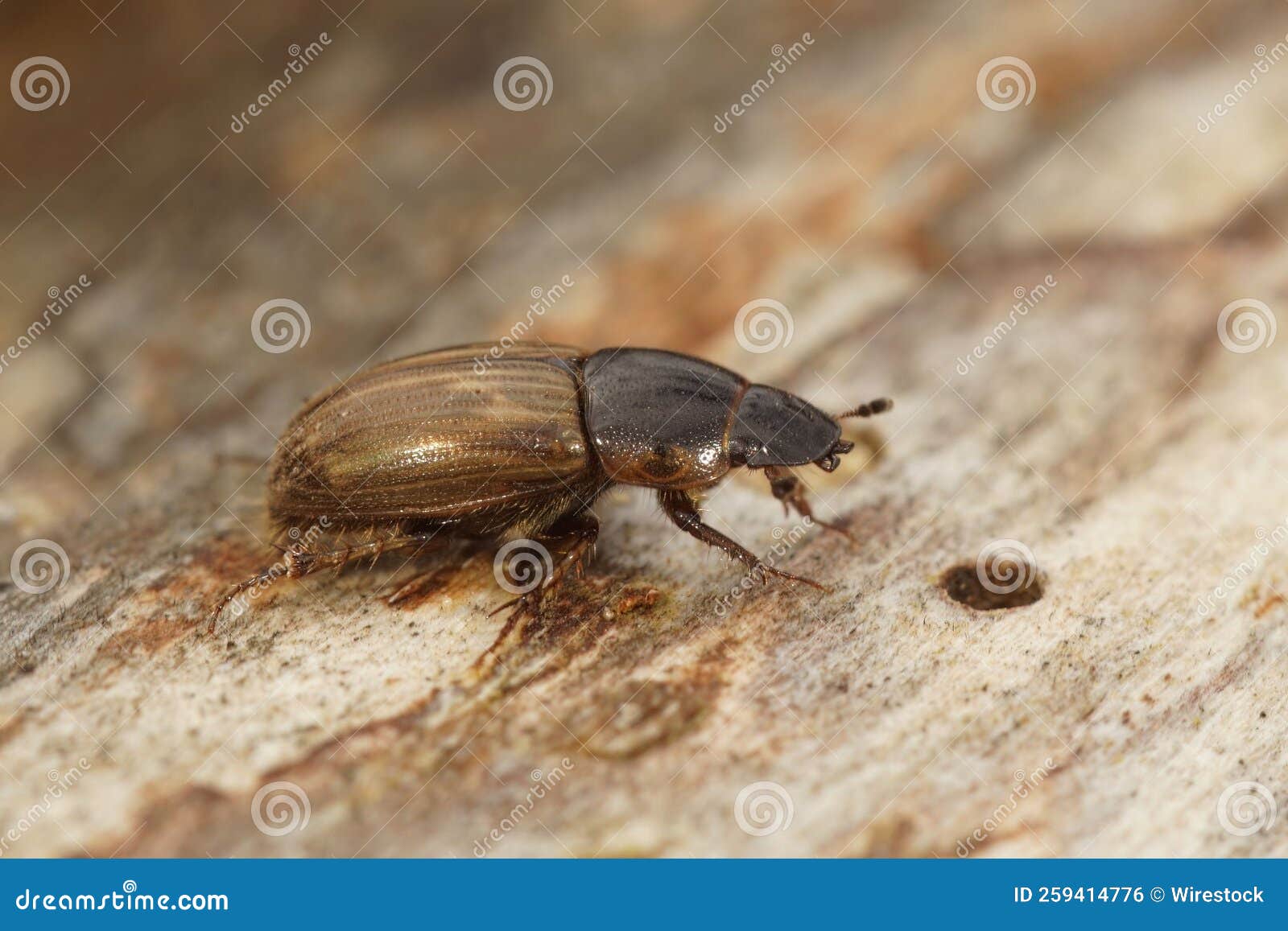 Aphodius (Dung Beetle) on a Wooden Surface, Close-up Stock Photo ...