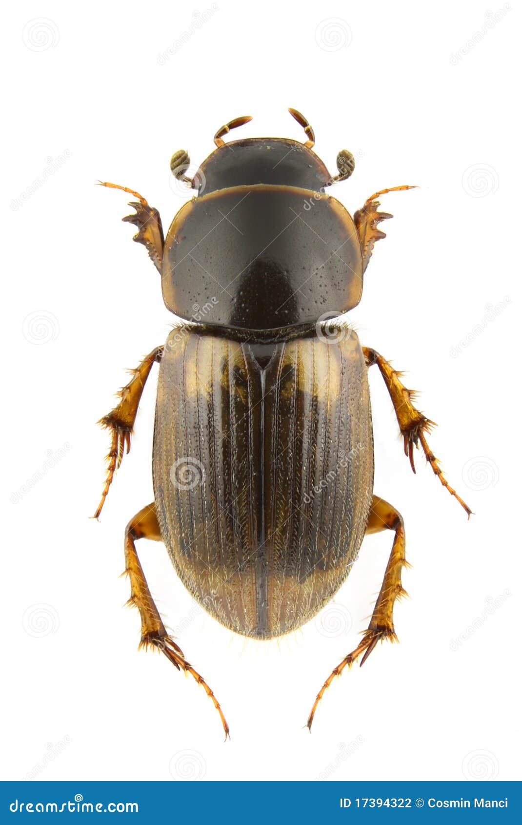 Aphodius prodromus 库存照片. 图片 包括有 详细资料, 卧室, 查出, 空白, 垂直 - 17394322