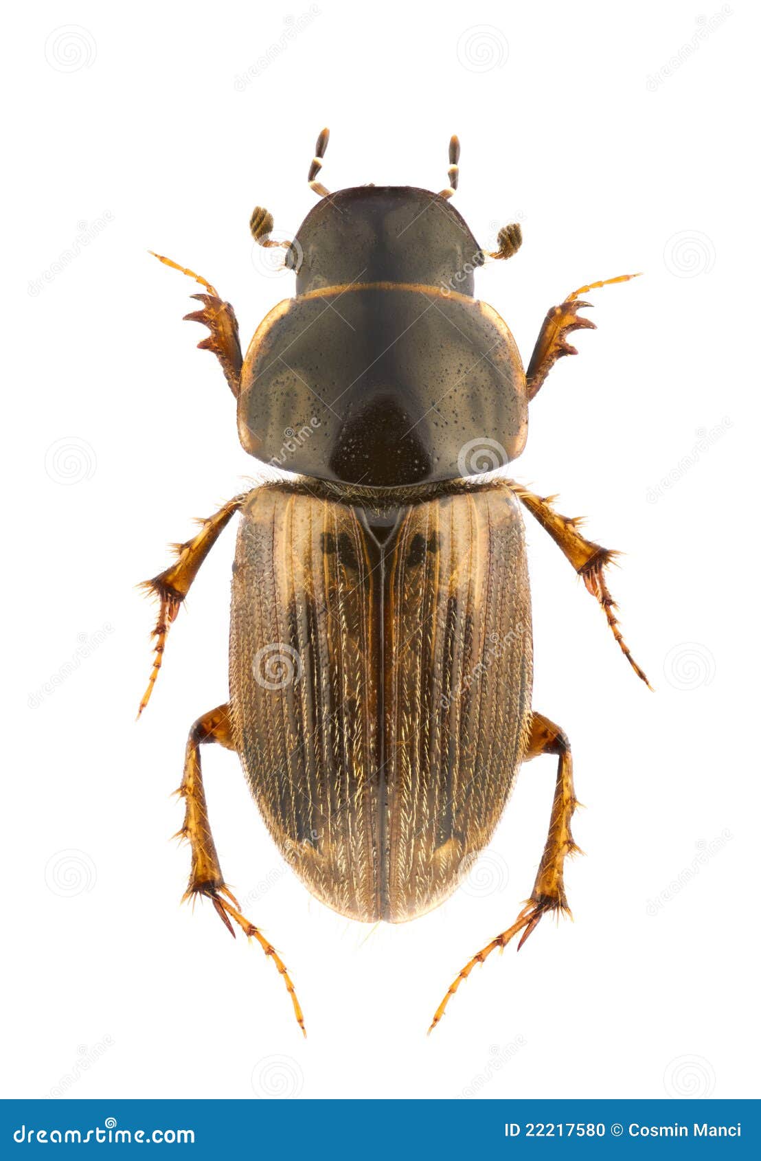 Aphodius prodromus stock photo. Image of museum, animal - 22217580