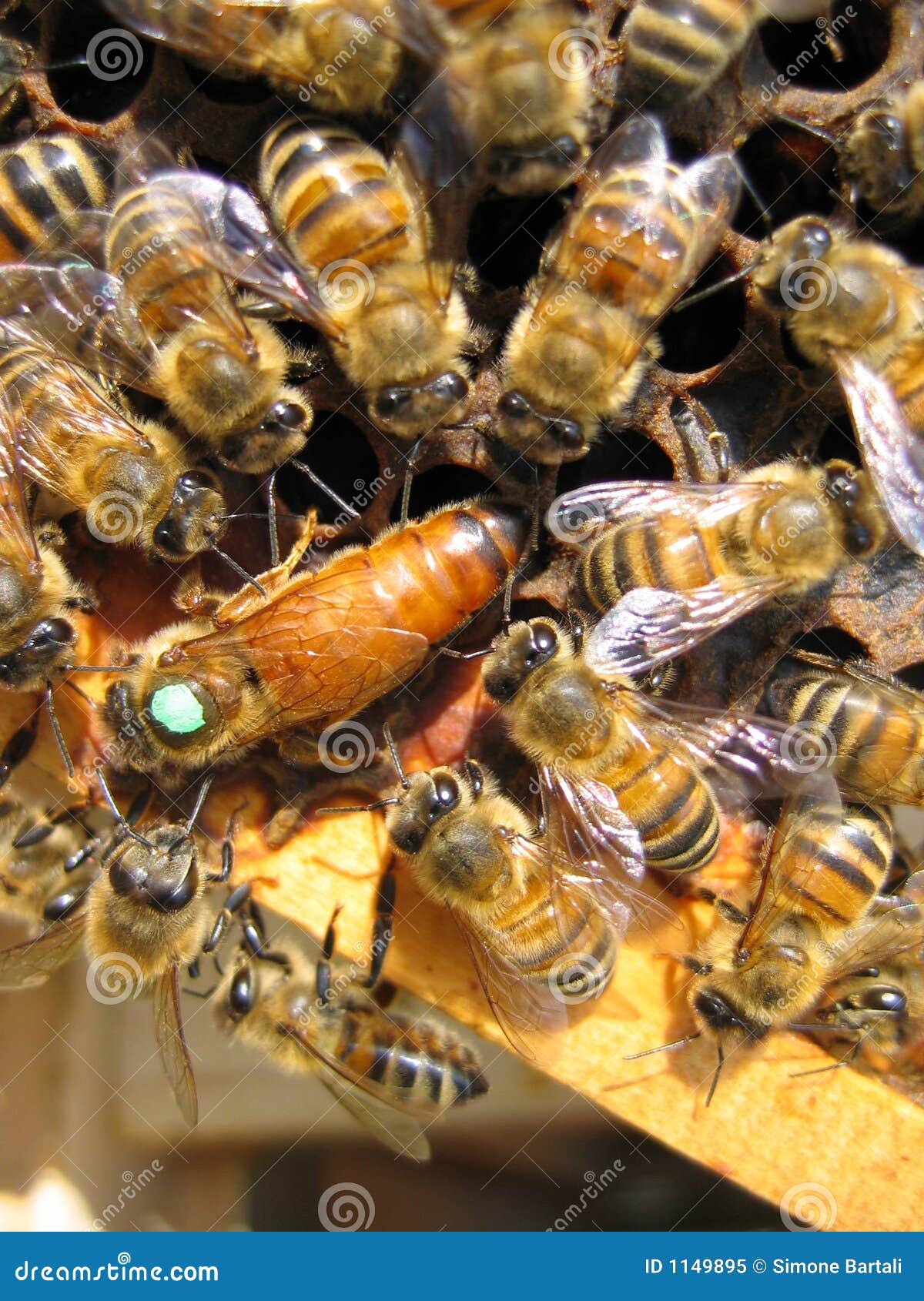 Api immagine stock. Immagine di operaio, giallo, nave - 1149895