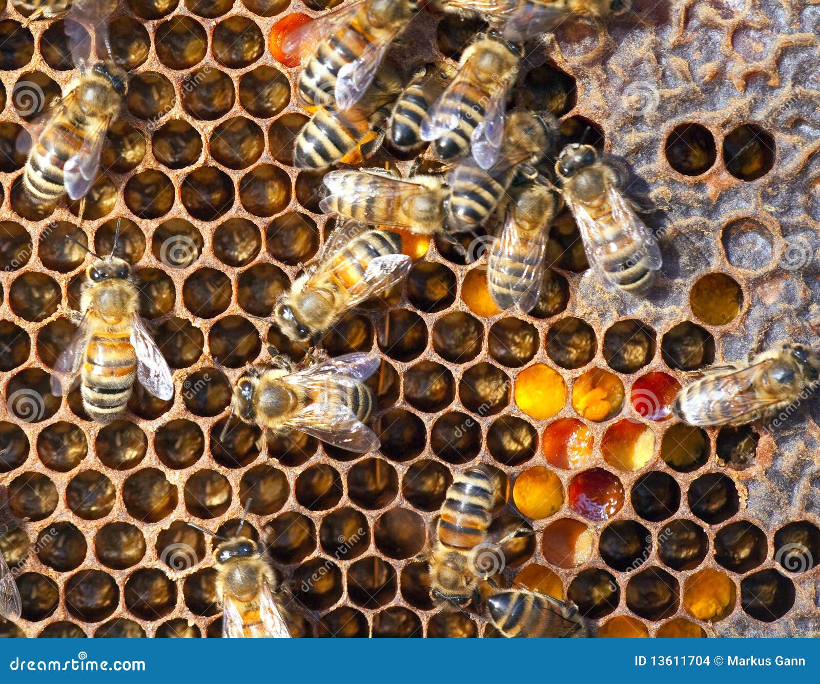Api fotografia stock. Immagine di miele, insetti, ronzio - 13611704