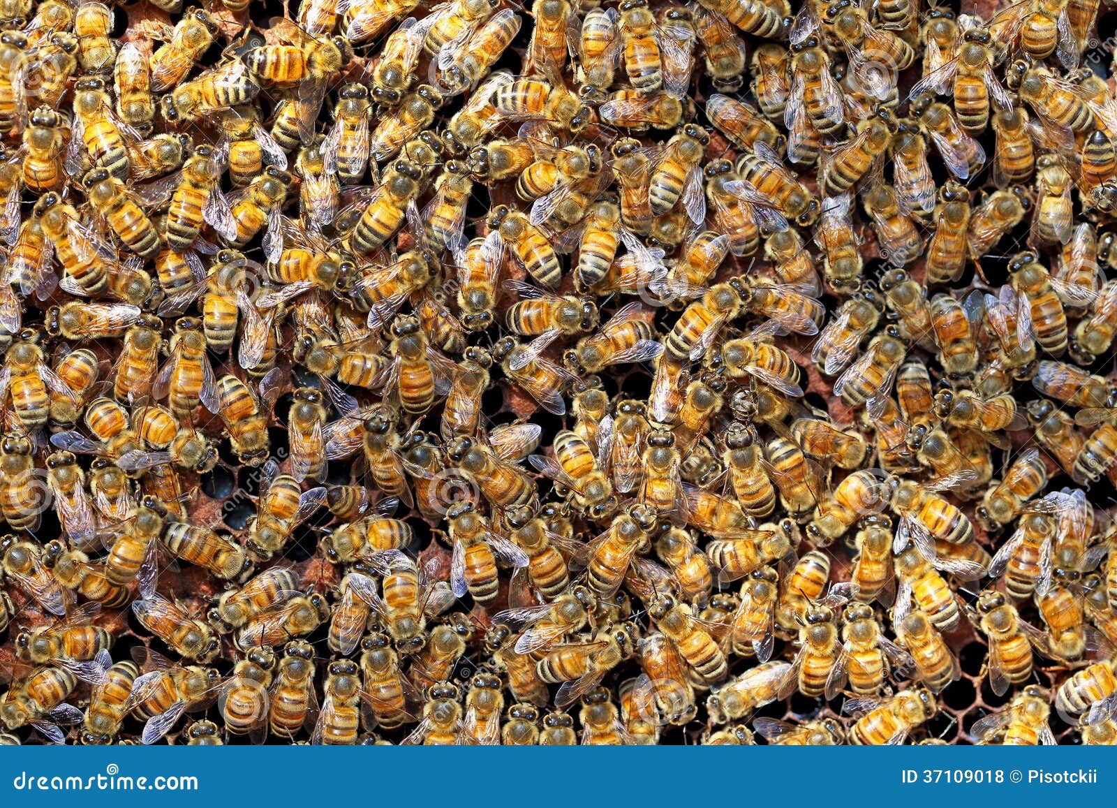 Api fotografia stock. Immagine di beeswax, occupato, consumo - 37109018