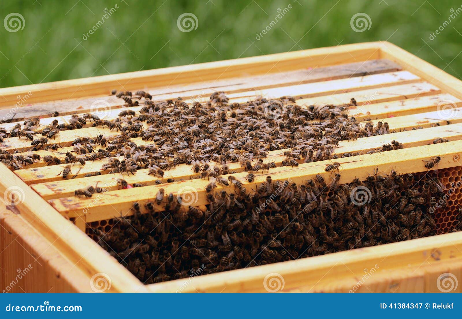 Api immagine stock. Immagine di beeswax, estratto, efficienza - 41384347