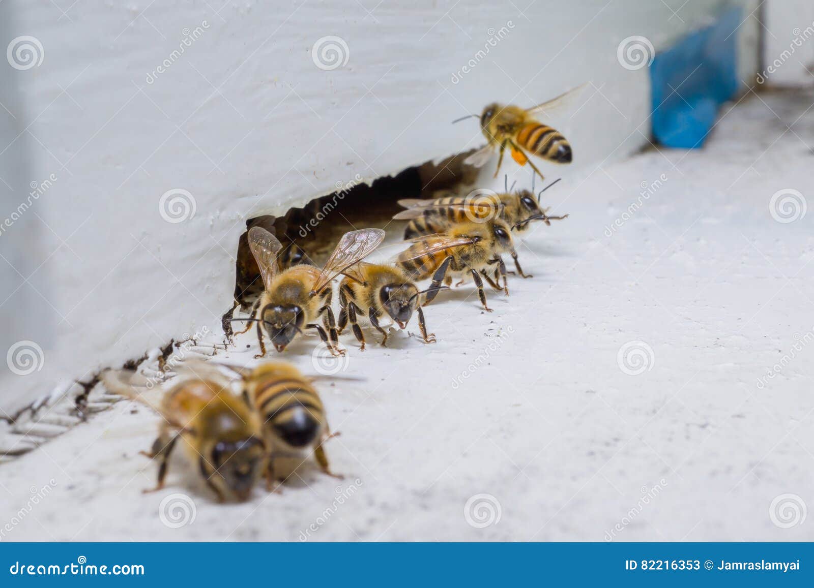 Api immagine stock. Immagine di macro, agricoltura, sfondo - 82216353
