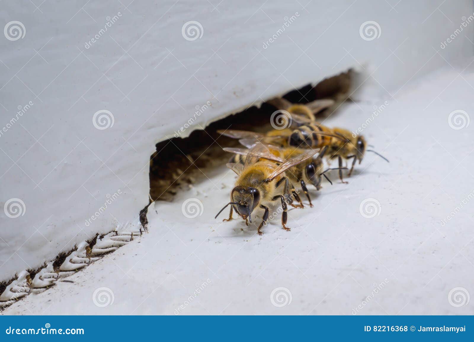 Api fotografia stock. Immagine di biologia, fauna, polline - 82216368
