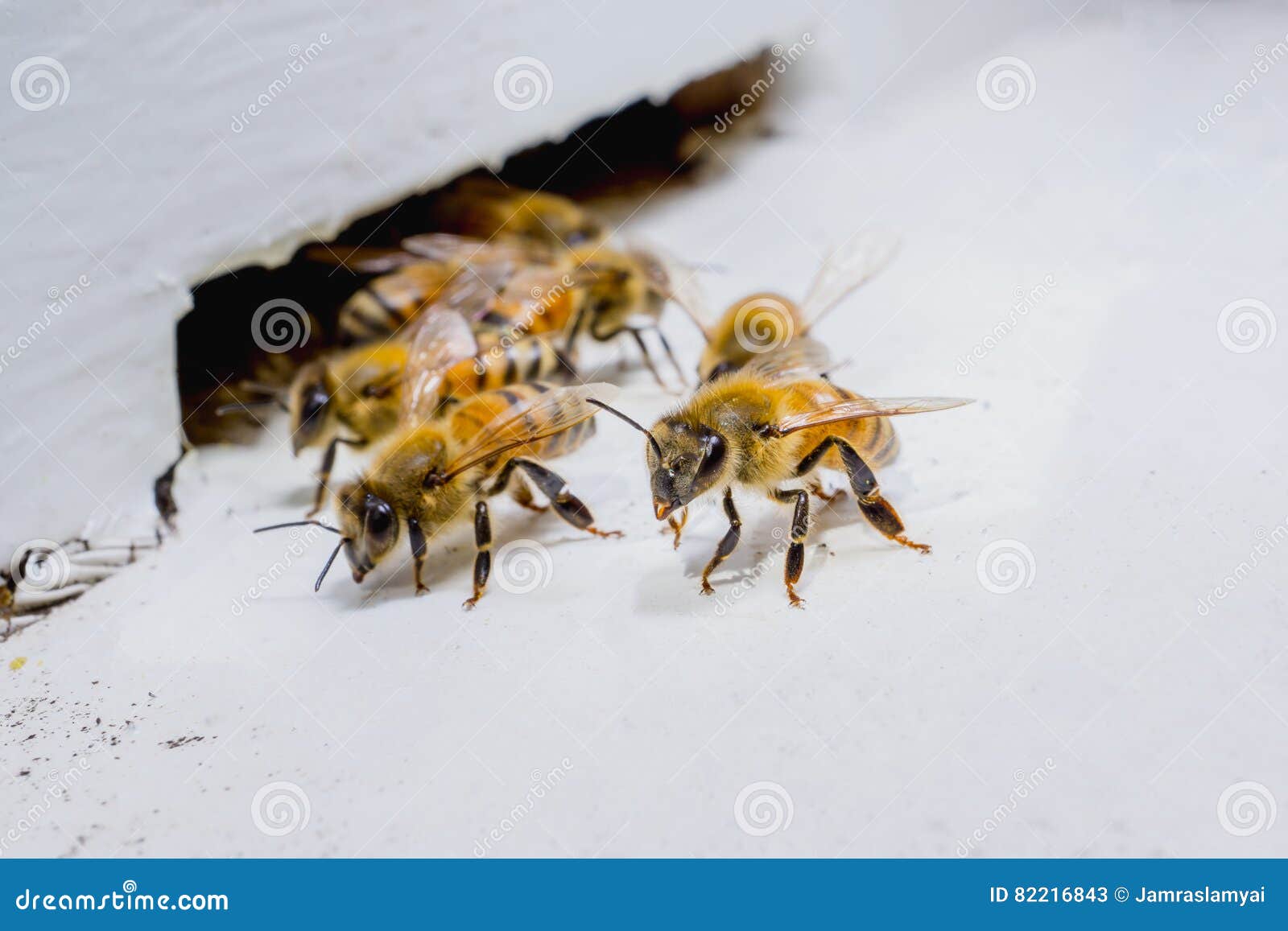 Api immagine stock. Immagine di sfondo, metodo, telaio - 82216843