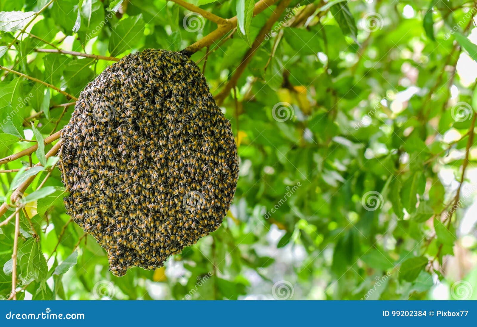 Api al favo fotografia stock. Immagine di esagono, polline - 99202384