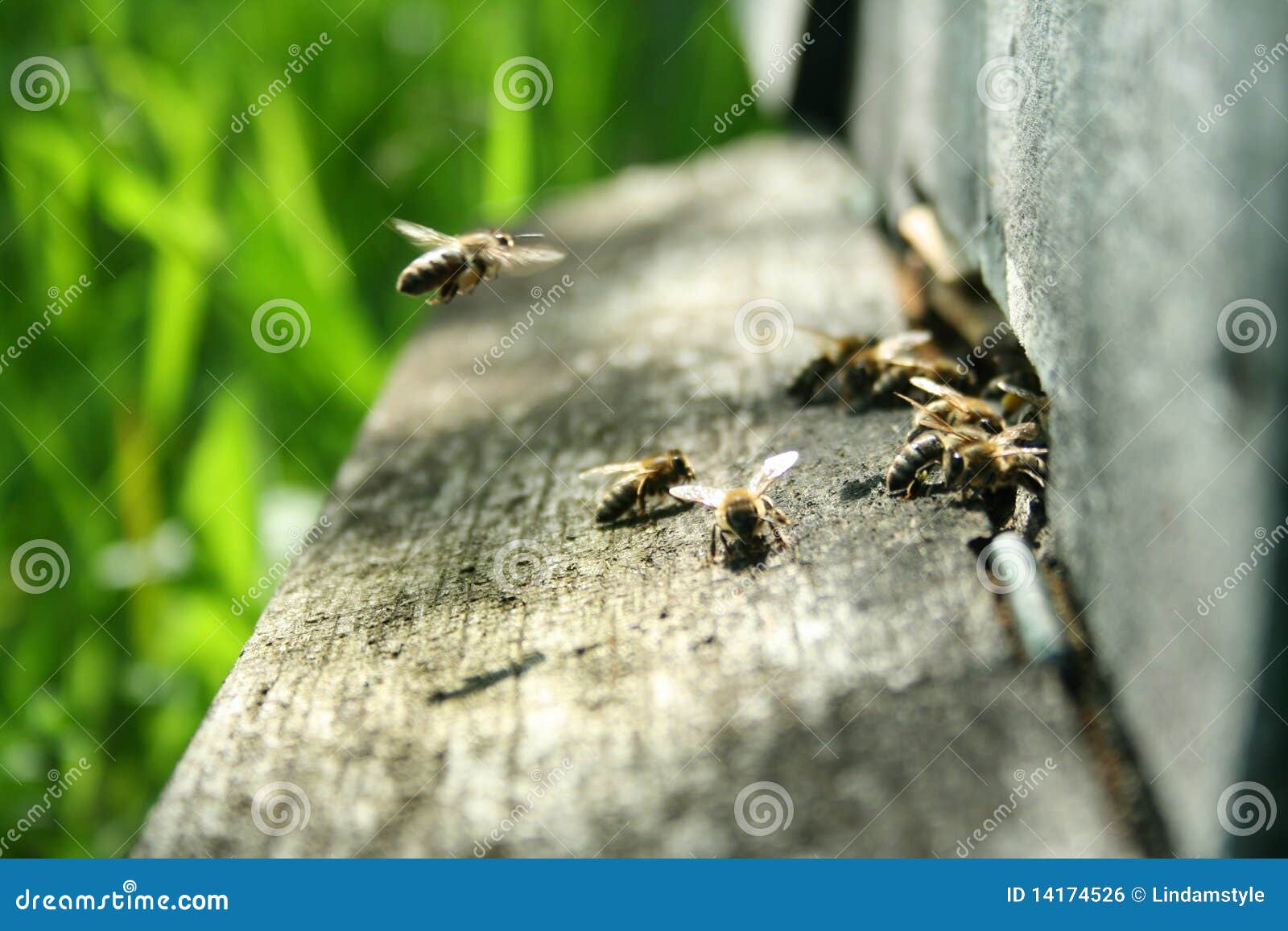 Api All'entrata Del Nido Immagine. Immagine: 14174526