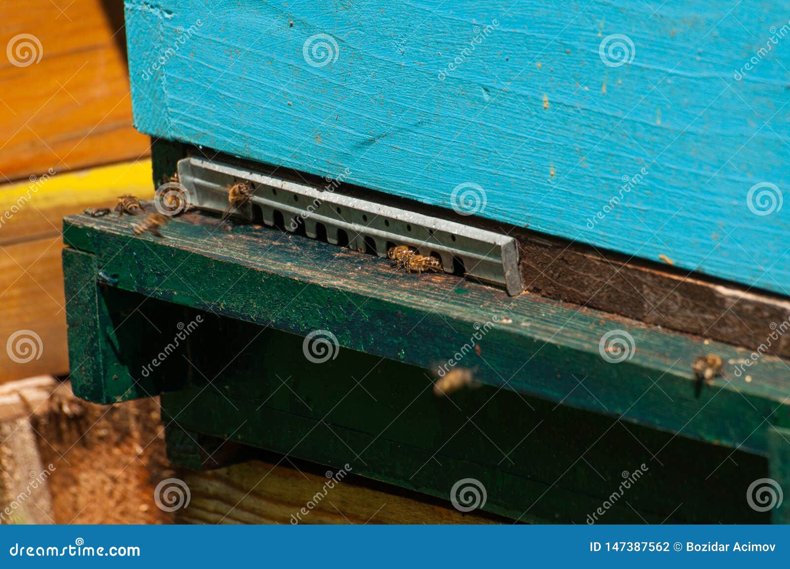 Api in Alveare Apiary Macro Insetto Fotografia Stock - Immagine di ...