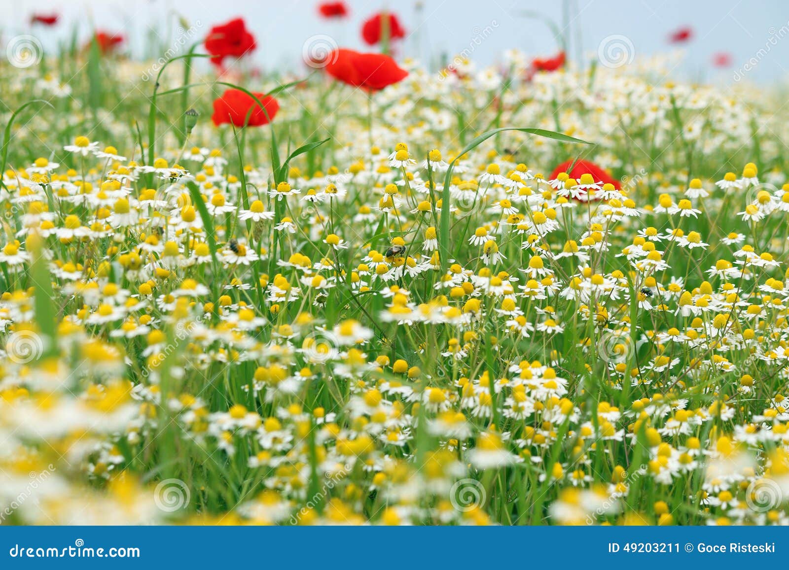 Api Camomilla E Prato Del Fiore Del Papavero Immagine Stock - Immagine ...