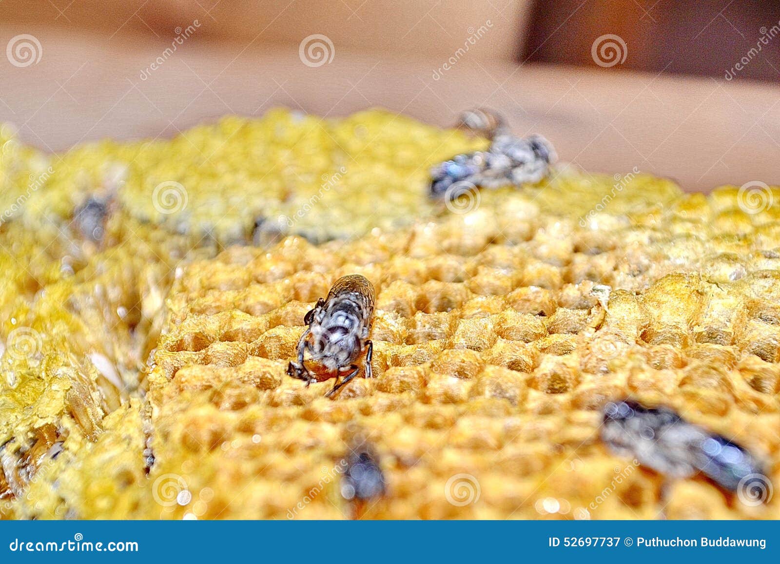 Api Che Lavorano Alle Celle Del Miele Immagine Stock - Immagine di ...