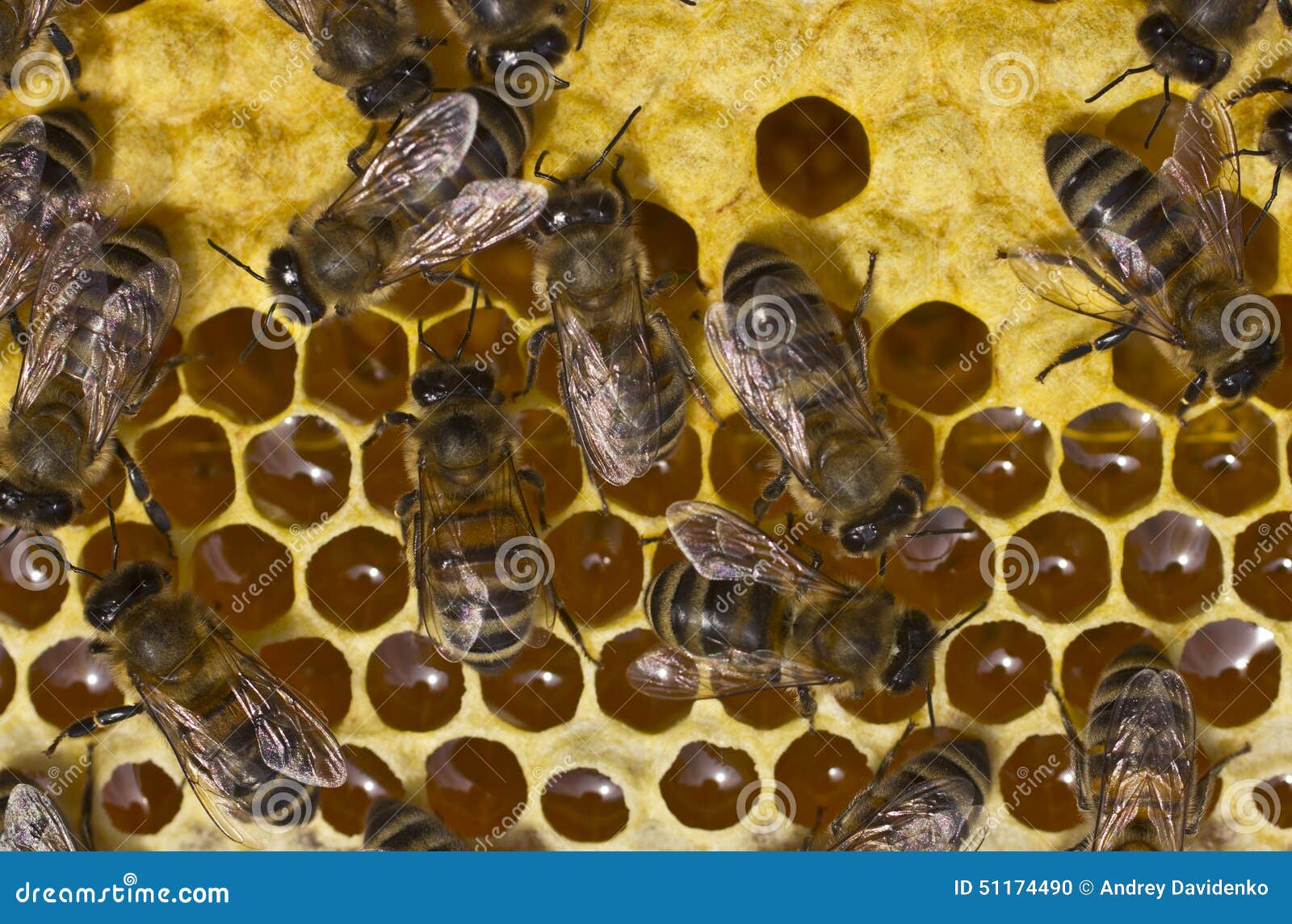 Api del lavoro in alveare fotografia stock. Immagine di colonia - 51174490