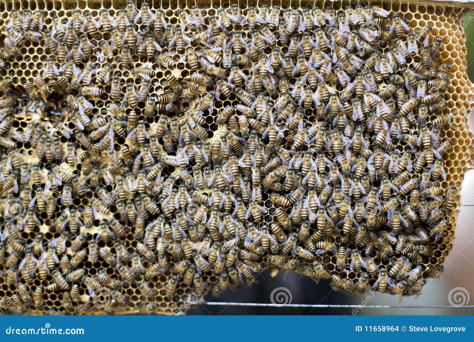 Api del miele fotografia stock. Immagine di alveare, alimento - 11658964