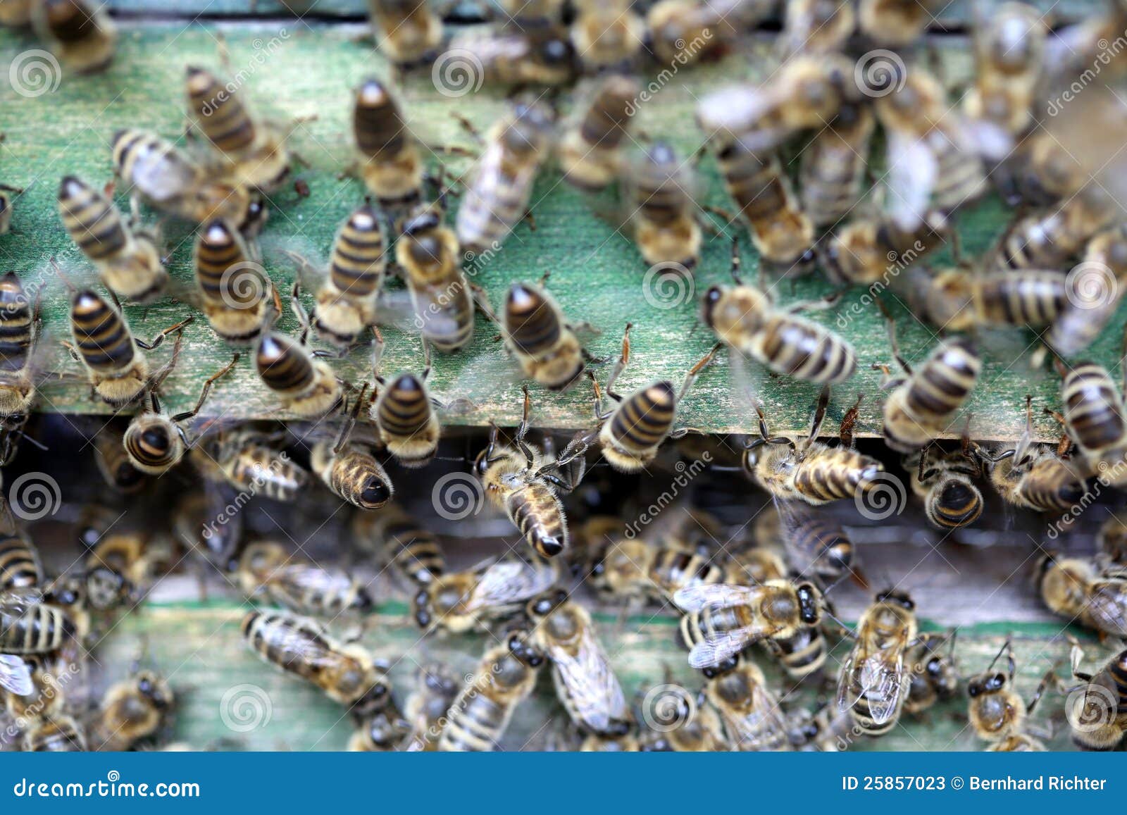 Api del miele immagine stock. Immagine di insetti, operai - 25857023