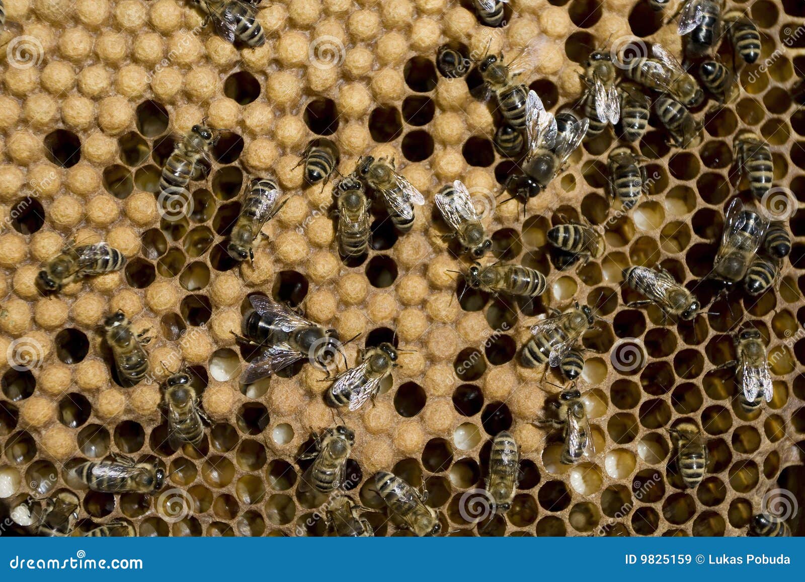 Api del miele immagine stock. Immagine di alato, funzionamento - 9825159