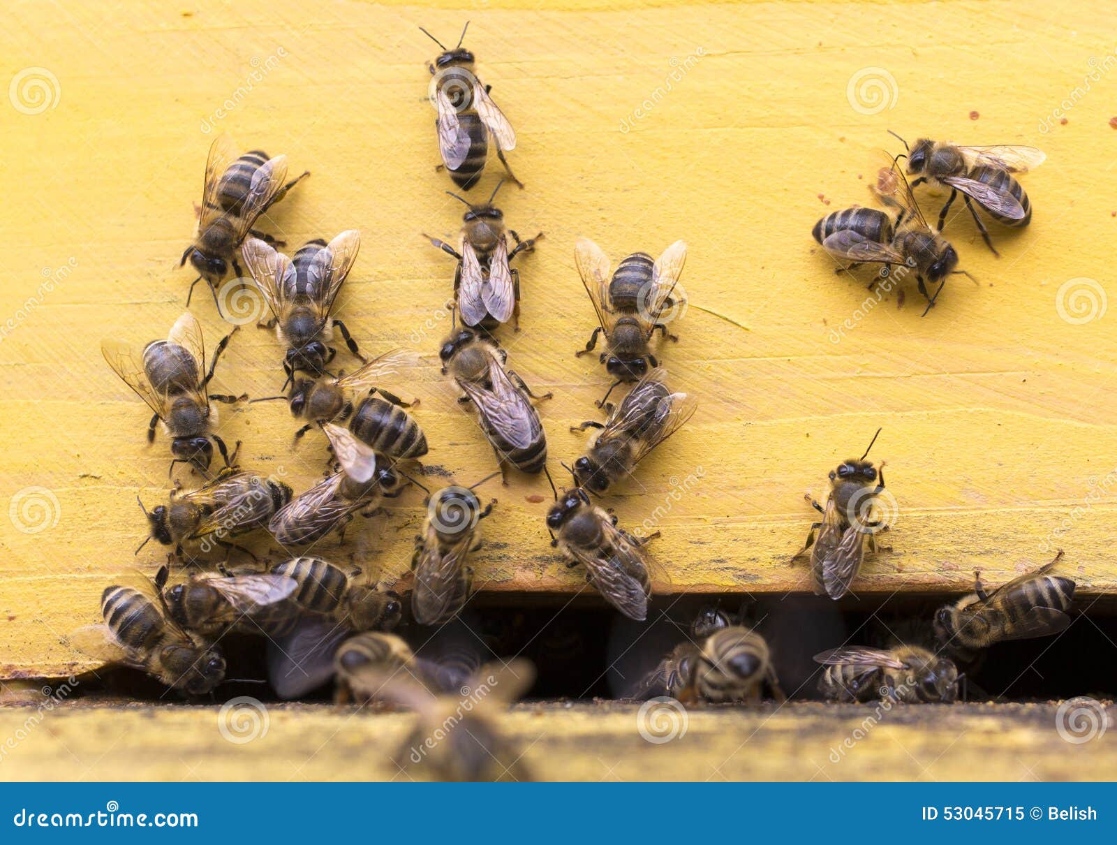 Api Del Miele in Alveare Giallo Immagine Stock - Immagine di gruppo ...
