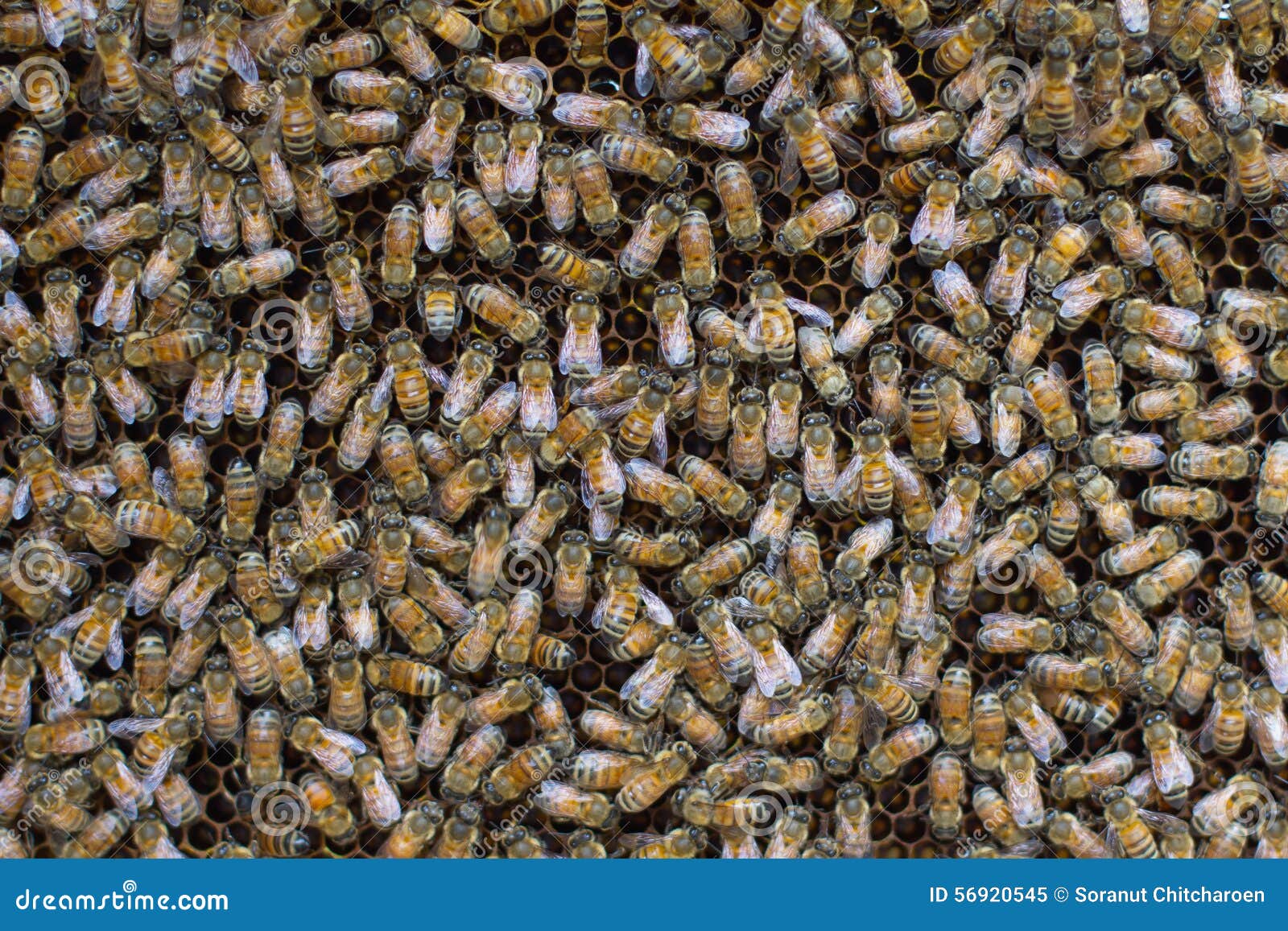 Api Del Miele Che Sciamano Su Un Favo Immagine Stock - Immagine di ...